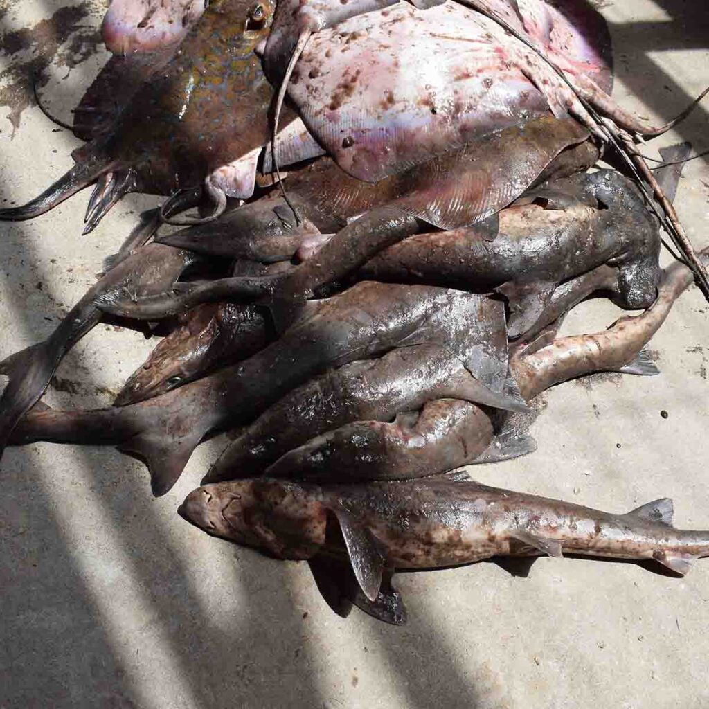 Angola Elasmo Project – SHARKPROJECT