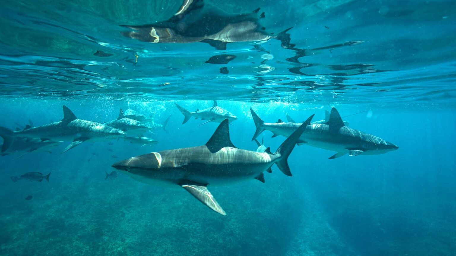 SHARKPROJECT Austria