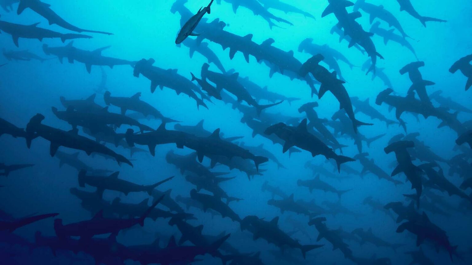 Focus areas of SHARKPROJECT