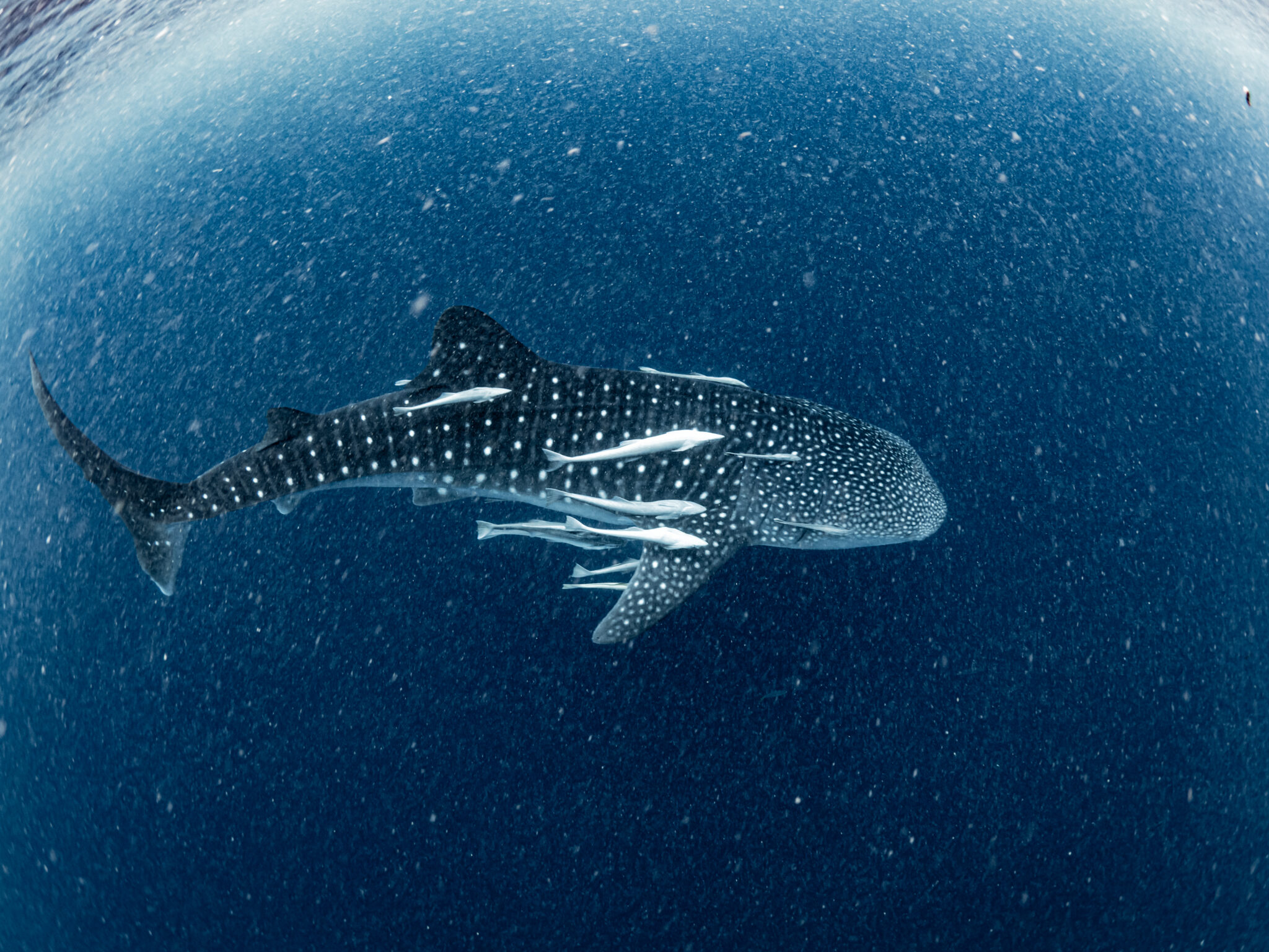 SHARKPROJECT - shark and species conservation organisation