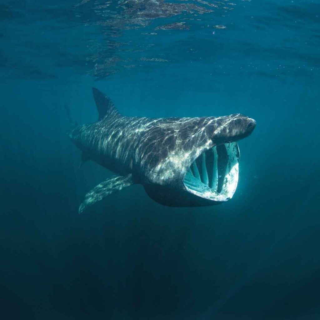 Why sharks are so important – SHARKPROJECT