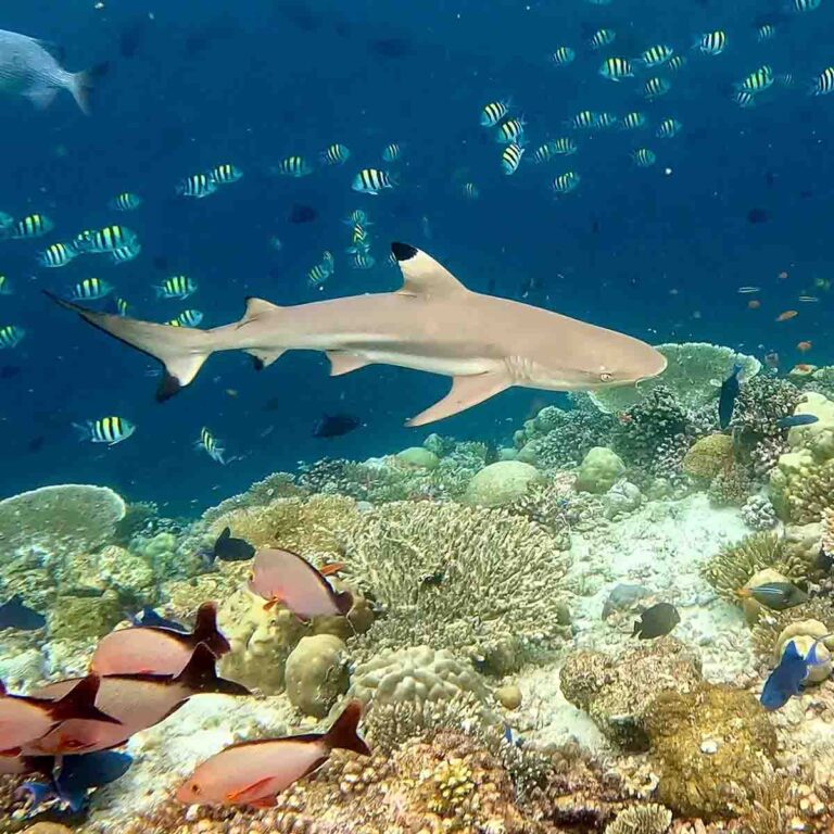 Why sharks are so important – SHARKPROJECT