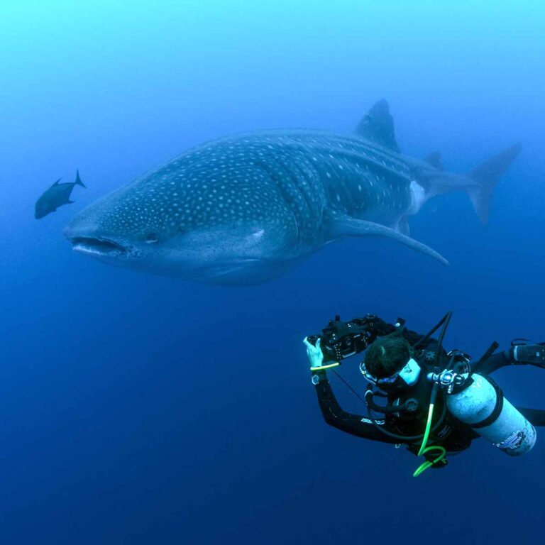 Galapagos Whaleshark Project – SHARKPROJECT