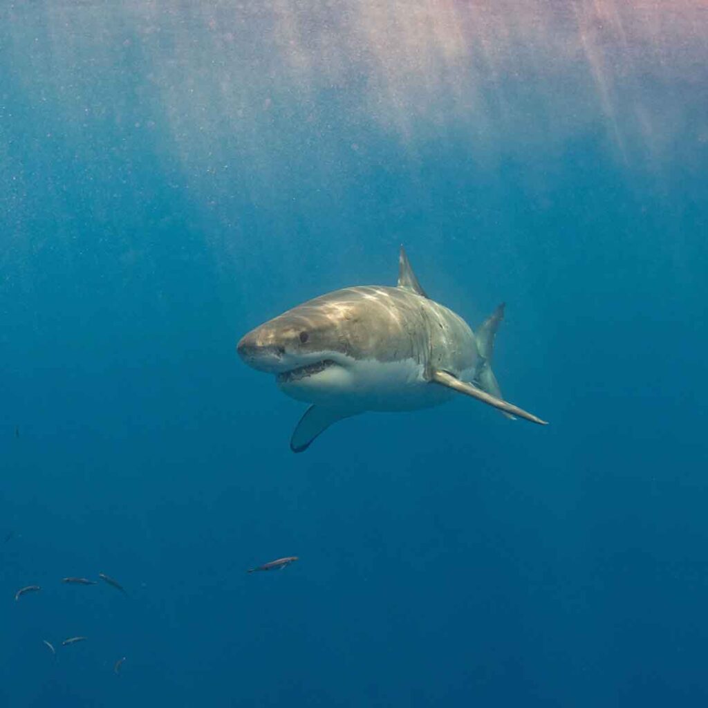 Why sharks are so important – SHARKPROJECT