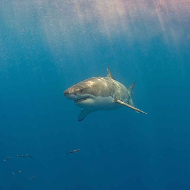 Why sharks are so important – SHARKPROJECT