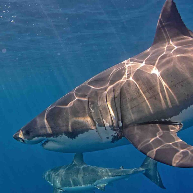 SHARKPROJECT - shark and species conservation organisation