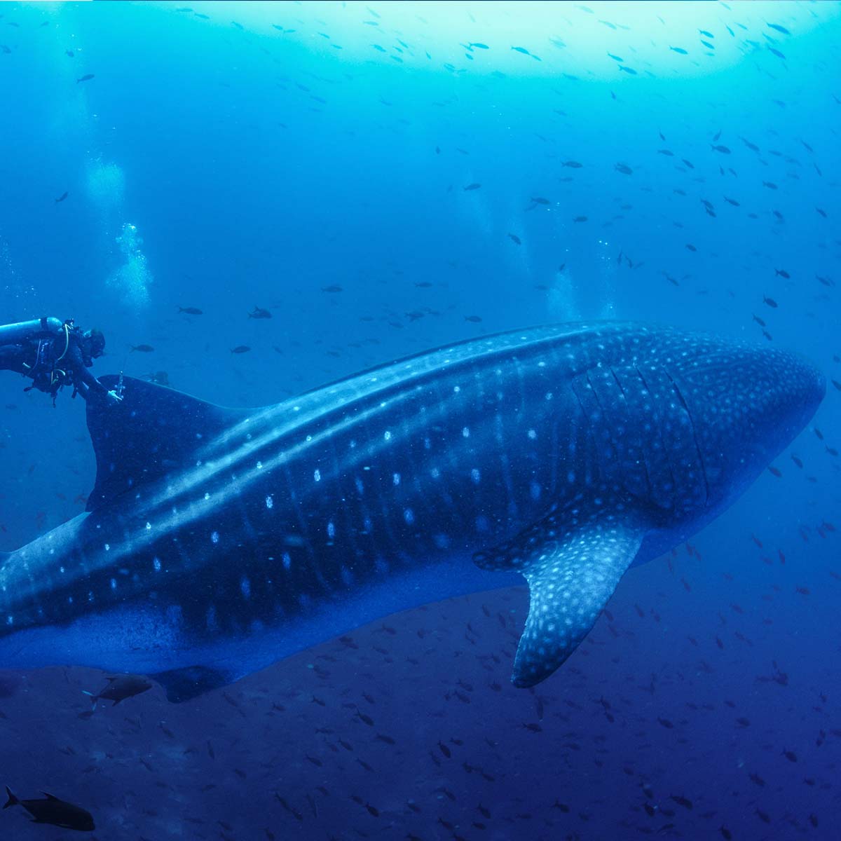 Galapagos Whaleshark Project – SHARKPROJECT