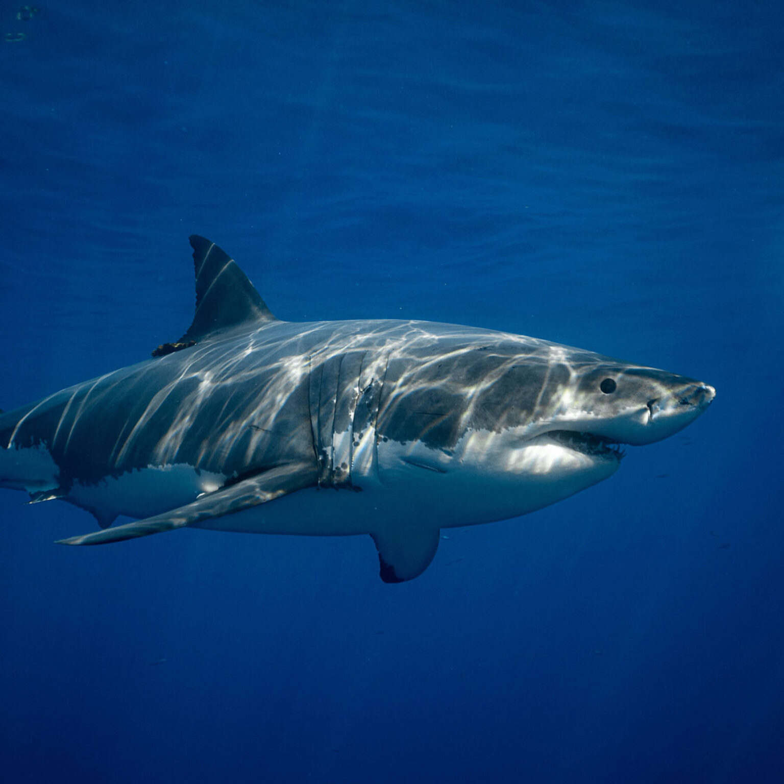 SHARKPROJECT - shark and species conservation organisation