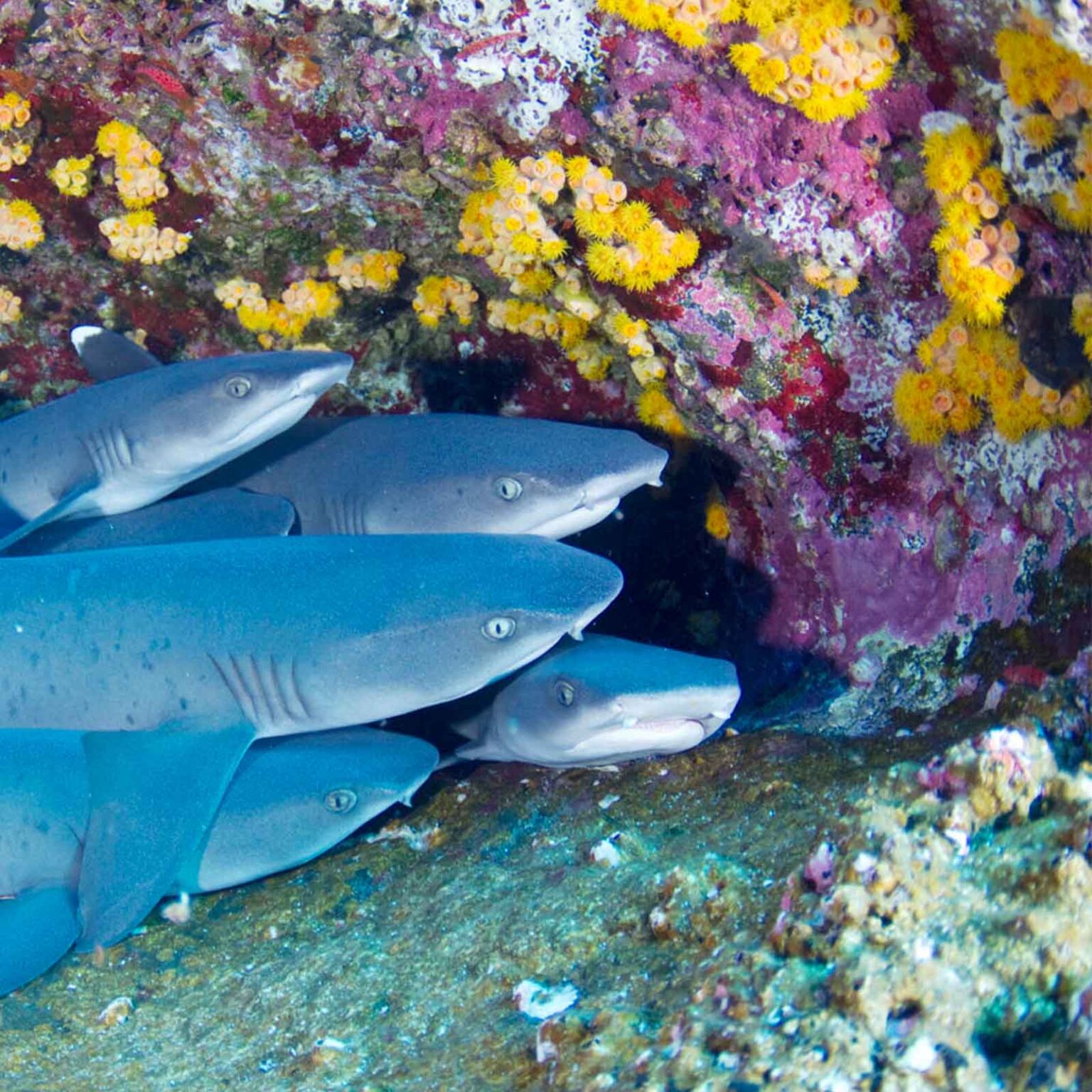 SHARKPROJECT - shark and species conservation organisation